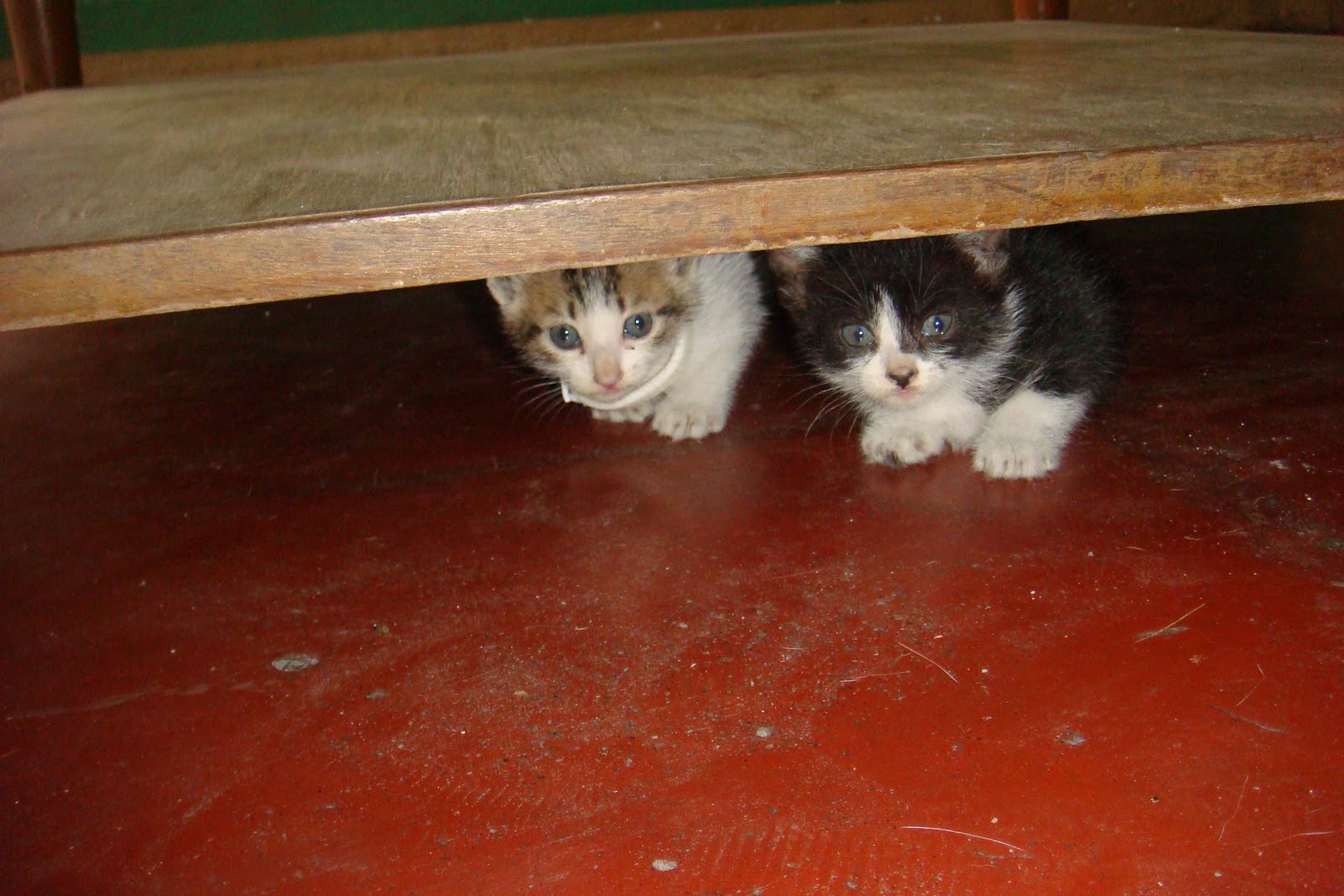 Life as I know it.: Meet 10-second Tom and Jerry Maguire.