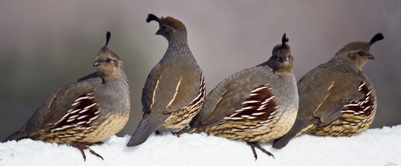 Payson Ponderings: Gambel's Quail in the Snow