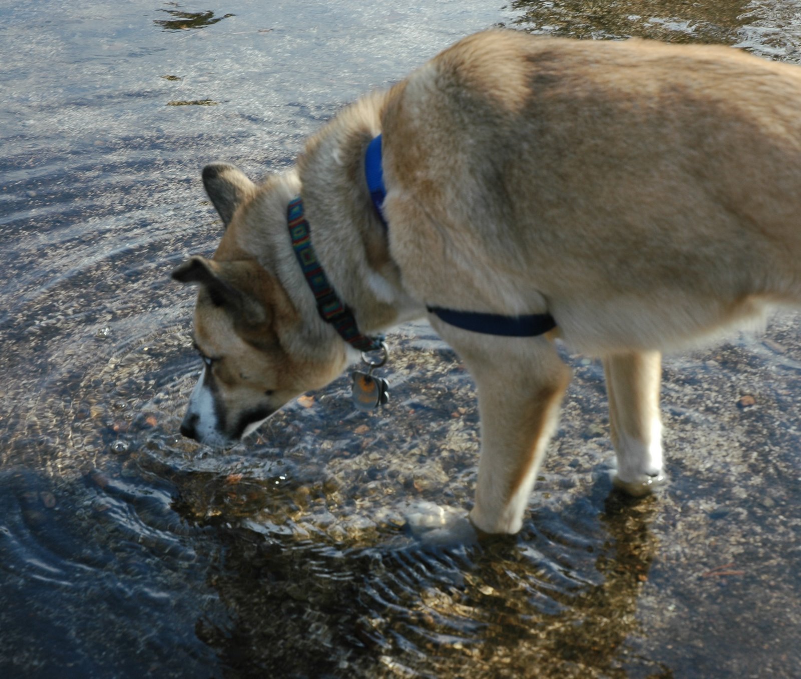 Adventures With Ari: Life as a Canine Naturalist: Koi Dog Pondering
