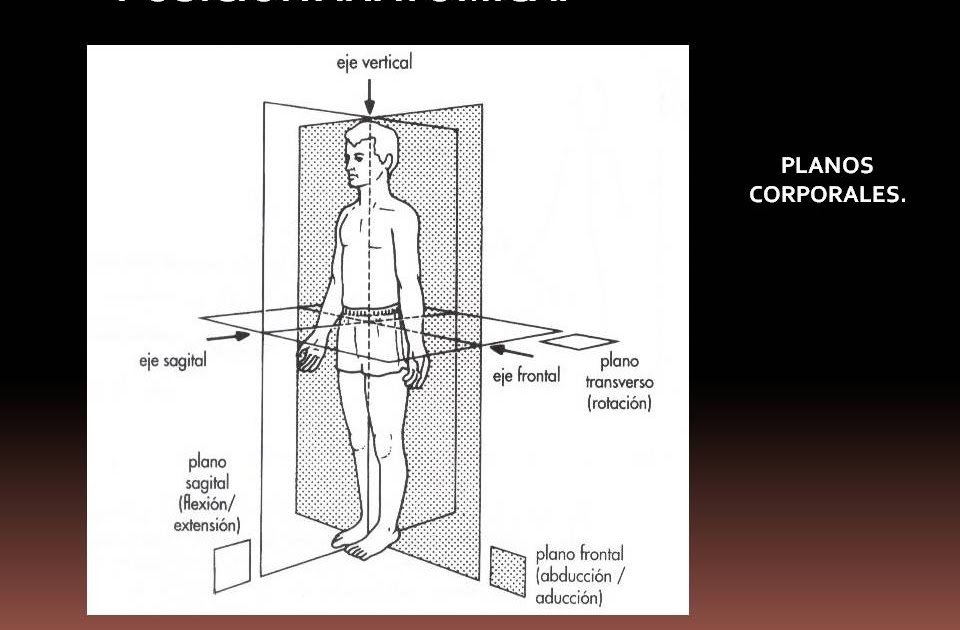Anatomía y Fisiología humana: POSICIÓN ANATÓMICA.