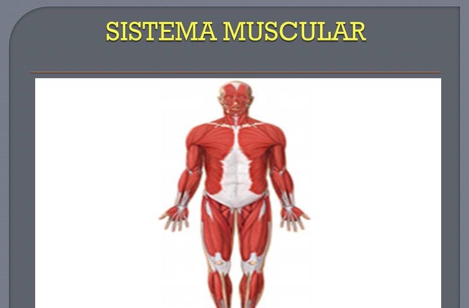 Musculare Serve Para Quê - FDPLEARN