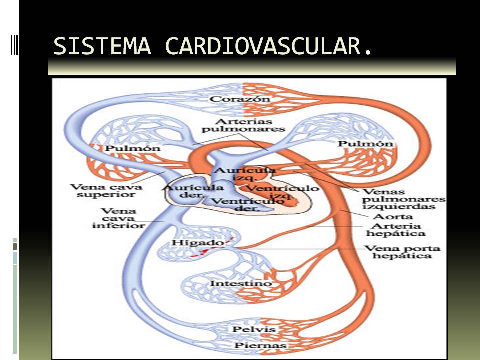 Anatomía y Fisiología humana: SISTEMA CARDIOVASCULAR.