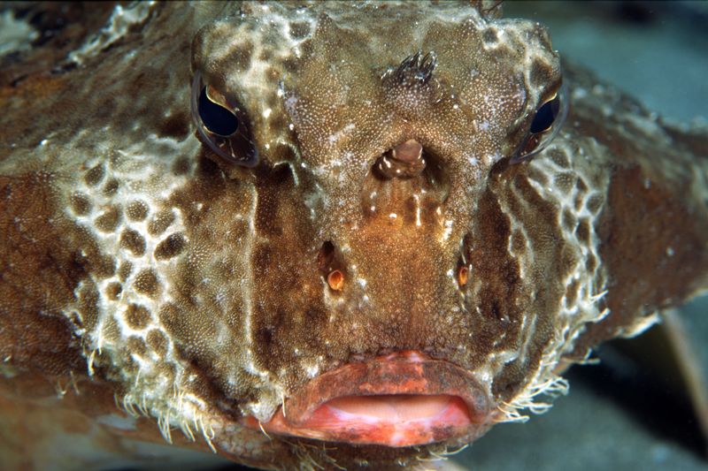 The most crazy: The batfish
