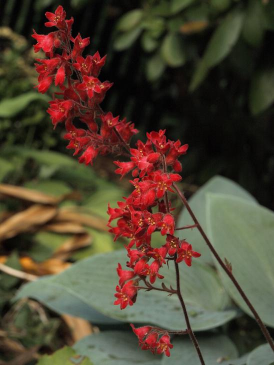 Mias hem: Jag ser rött...