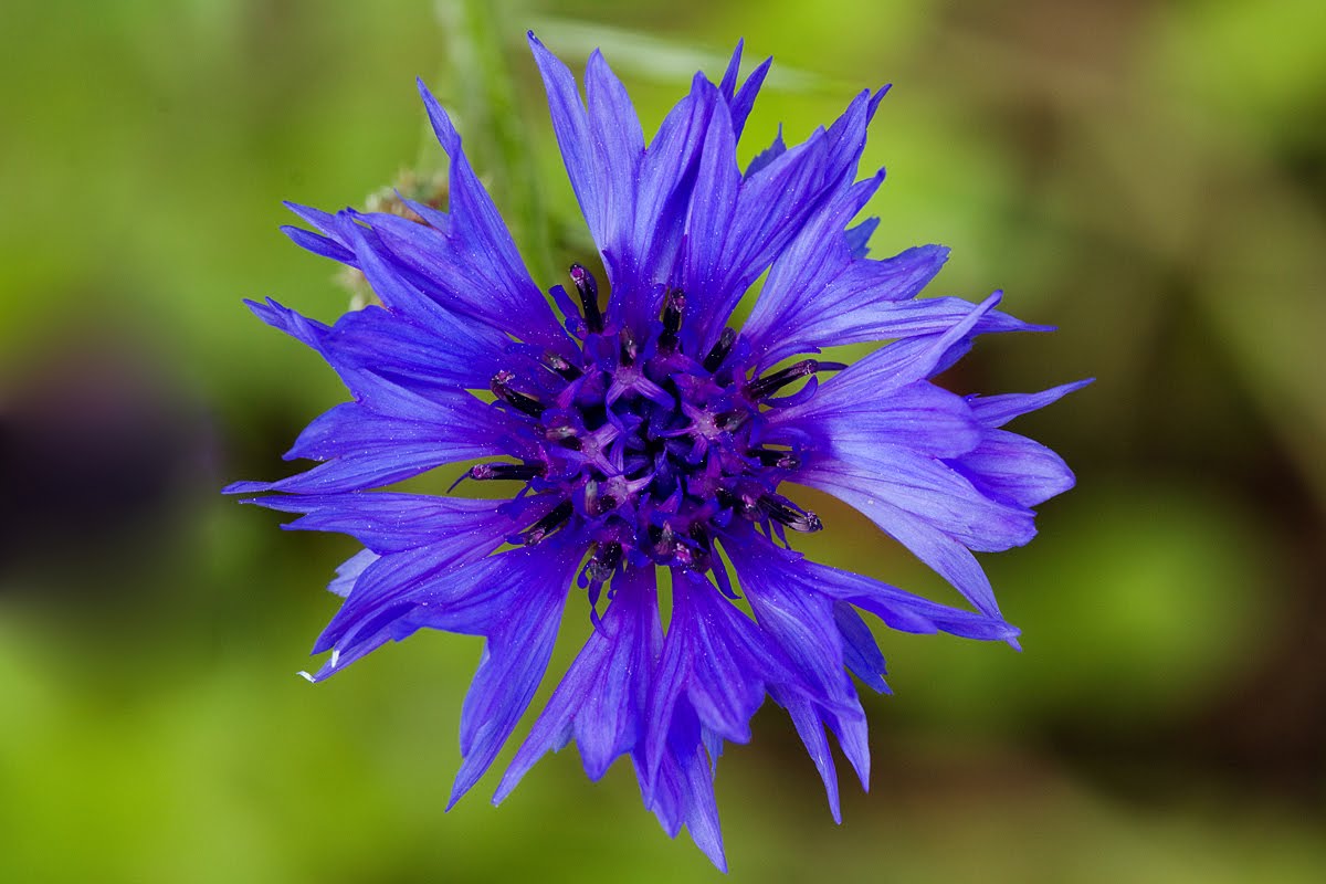 Külli Kolina Loodusfotod: Rukkilill