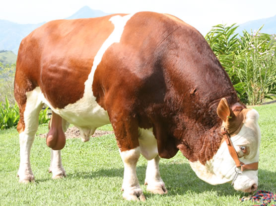 SIMMENTAL-SIMBRAH-BRAHAMAN: Raza Simmental