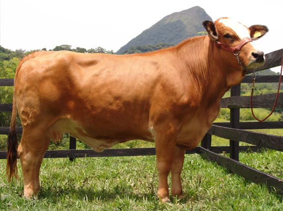 SIMMENTAL-SIMBRAH-BRAHAMAN: Vaca Simmental Donadora