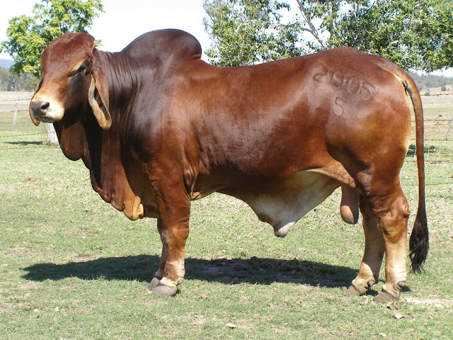 SIMMENTAL-SIMBRAH-BRAHAMAN: Raza Brahman