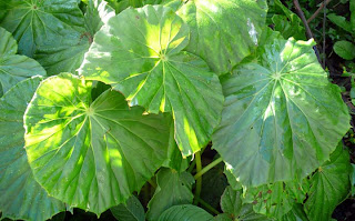 mirada étnica: Xocoyolo, la planta del corazón amargo