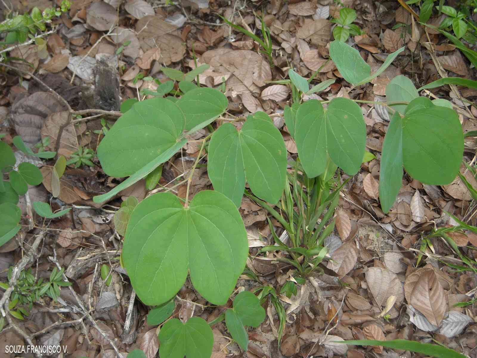 FAUNA E FLORA DO RN: Mororó(Bauhinia cheilantha); Flora do Rio Grande ...