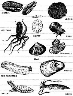 Mollusks,N,Arthropods: Mollusk picture graph 2