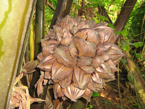 Blog Kak Mah: Atap Nipah dan Rokok Daun