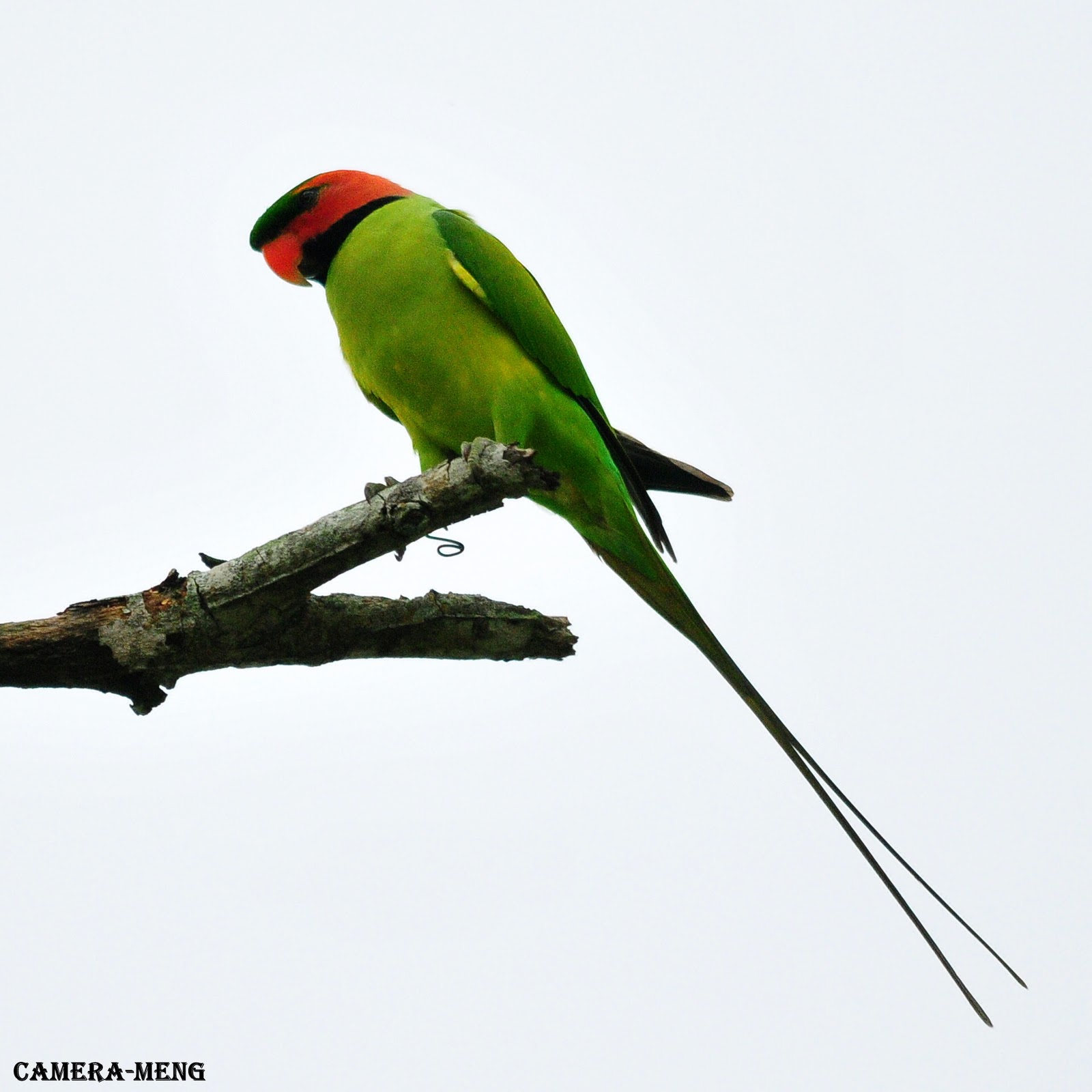 Birds of Teluk Intan by Camera-Meng: Long-tailed Parakeet (Psittacula ...