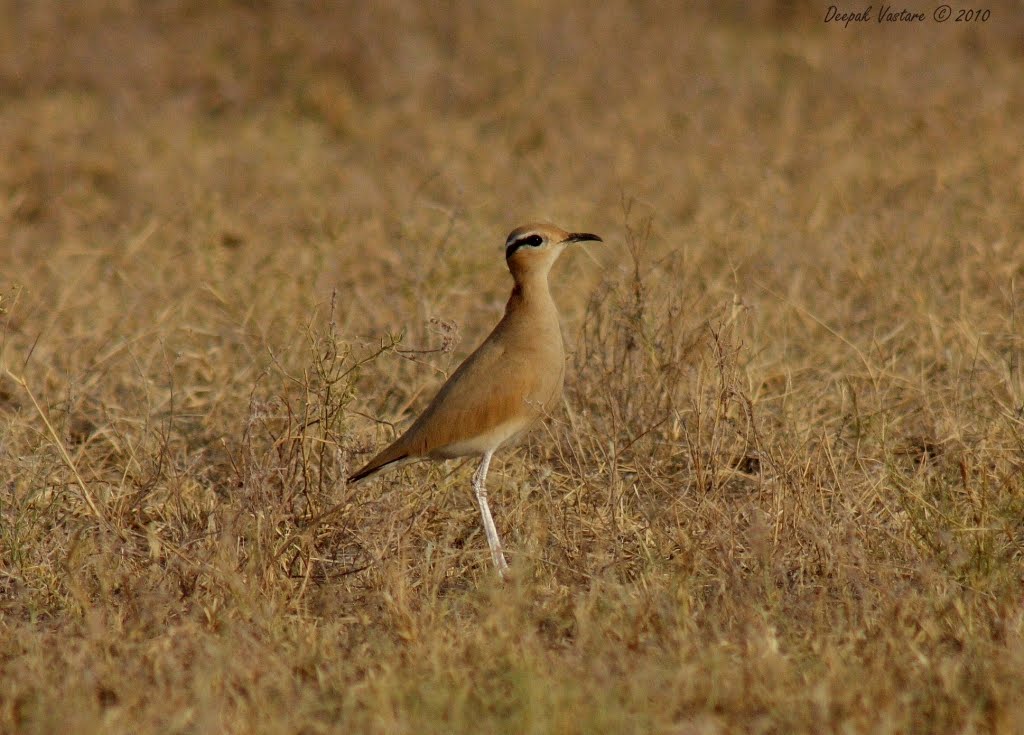 Pakshi Loka: Birding around Khuri: Rajasthan