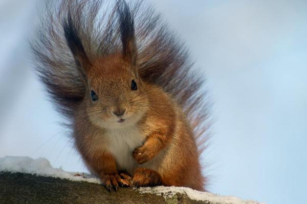 There is a Squirrel in my Blog