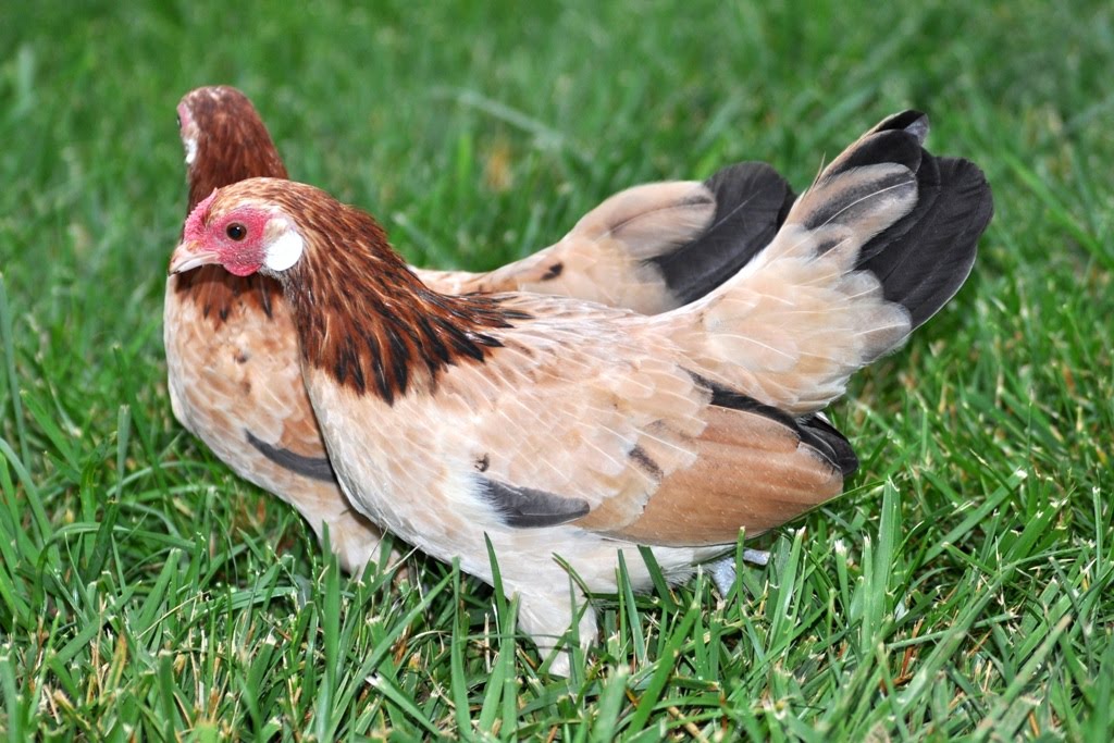 Rosecomb Bantams