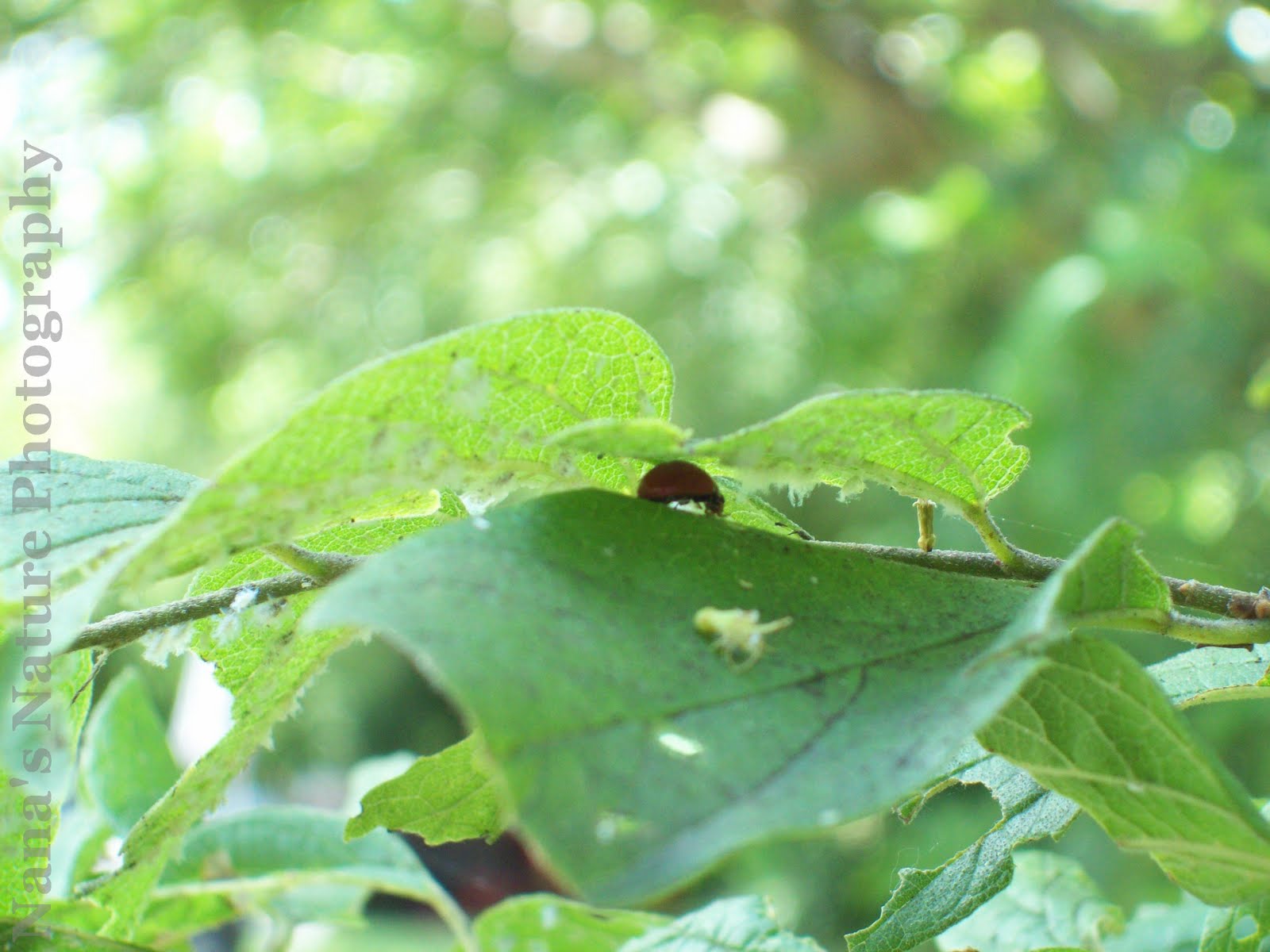 Nana's Nature Photography: Lady Bug Hiding in the Leaves