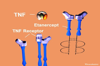 Al Fin: Enbrel: Etanercept -- A New Conceptual Approach for Treating ...