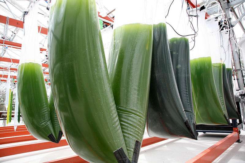 Al Fin Energy: Great Green Bags of Micro-Algae Invade La Jolla