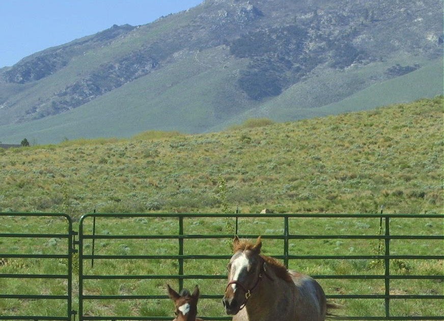 High Desert Veterinary Tales: 4/20/2010 Spring Breeding - the ...