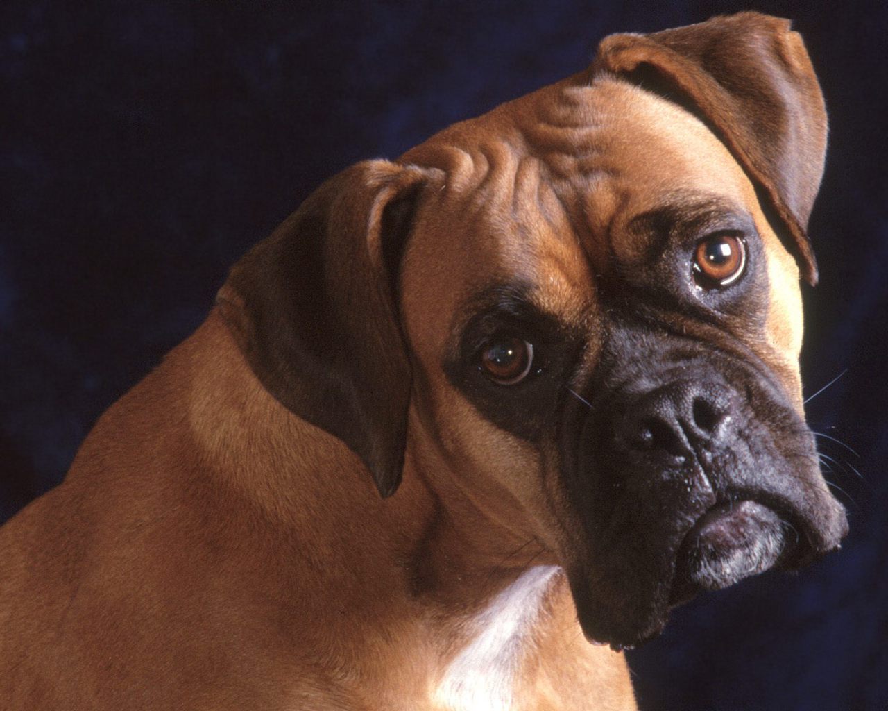 Boxer German: Galerie Boxeri Germani