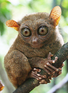A Canadian in Abu Dhabi, UAE: Tarsier, the tiny monkey