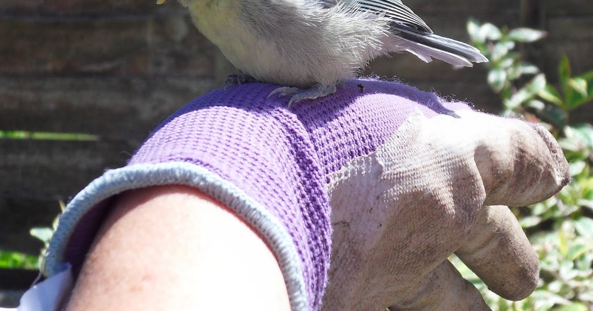 67 Not Out: Meeting Three Young Birds In One Day