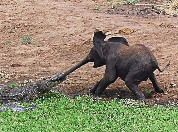 67 Not Out The Elephants Trunk And The Crocodile Coincidence