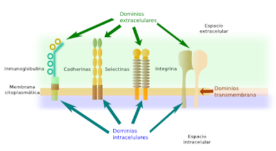 Pathology Clicks _ Fisio102.3: Matriz Extracelular