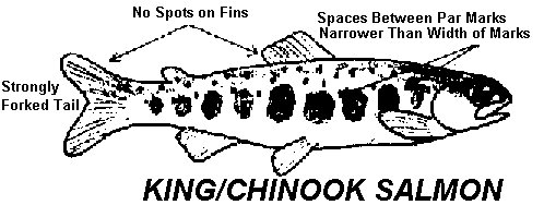 Smart Fisheries: Chinook and Coho Smolts Identification