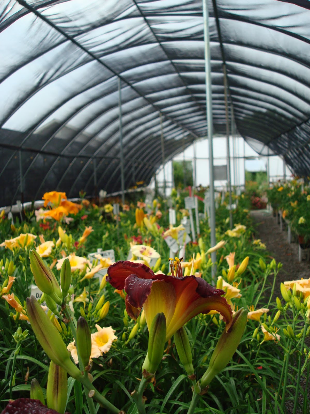 Big Bloomers Flower Farm