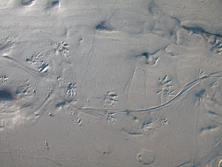 Outdoor Adventures: Muskrat Tracks