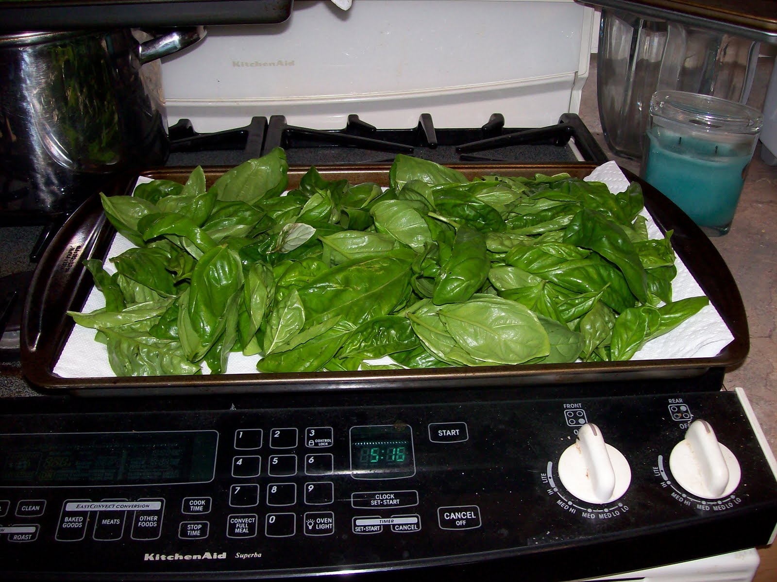 Fertile Plots: The Life Cycle of Basil