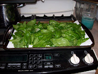 Fertile Plots: The Life Cycle of Basil