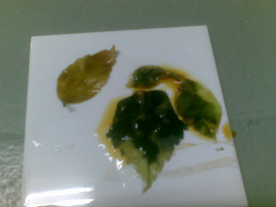 Science For U: STEPS TO TEST PRESENCE OF STARCH IN THE LEAF