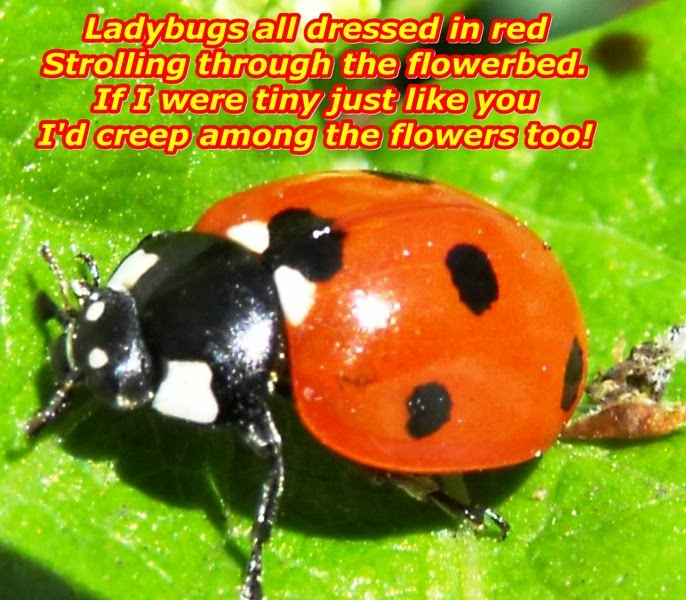 SI'S MAGICAL PICTURE SHOW: THE LADYBUG/LADYBIRD POEM!!