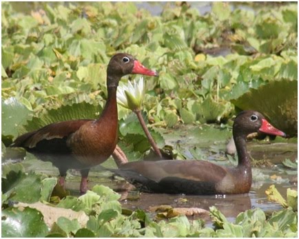 VIVENCIAS LLANERAS DEL ABUELO: Aves Palmípedas del Llano 1ra entrega ...