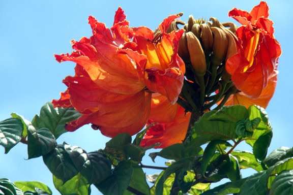 Brooke and Nick go places and do things: Flame Trees of Guam