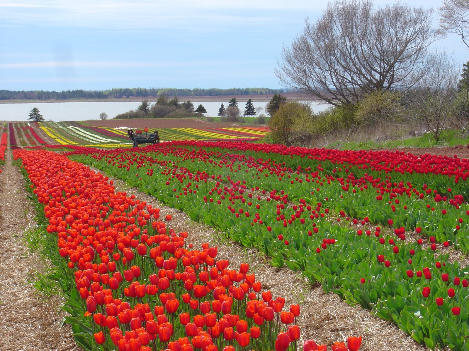Gardeningbren in Nova Scotia: Fields of Tulips on PEI
