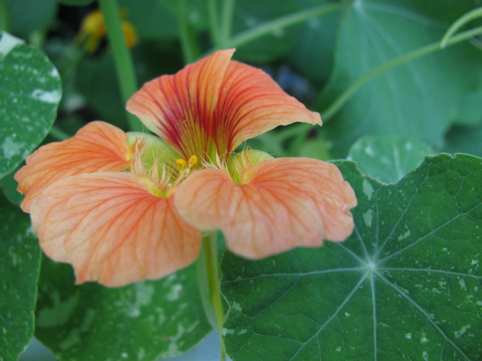 Gardeningbren in Nova Scotia: The Lowly Nasturtium