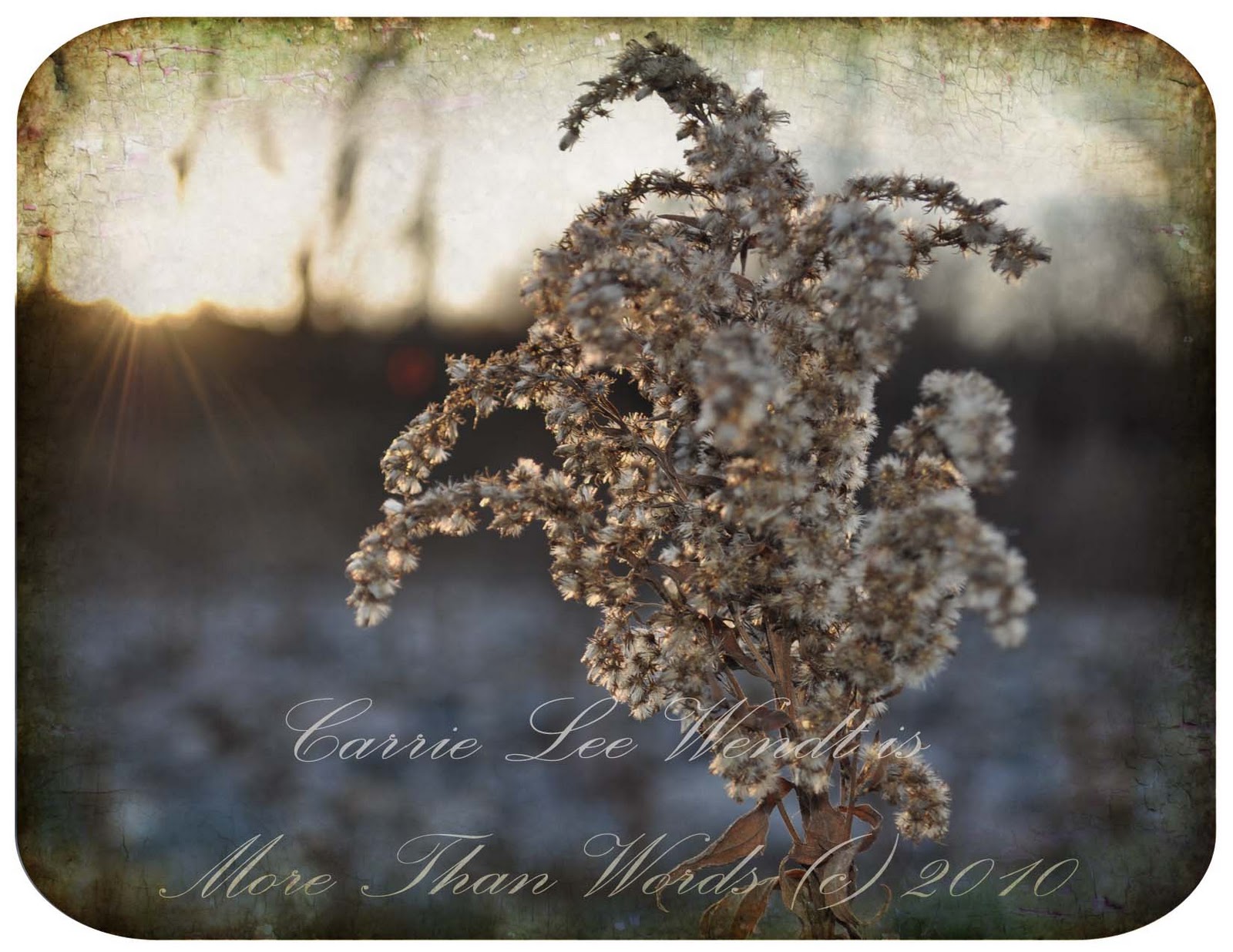 Carrie Lee Wendt is More Than Words.....: Autumn (sigh)...................