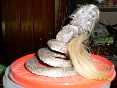 Snake with human head? | Serene's Serenity