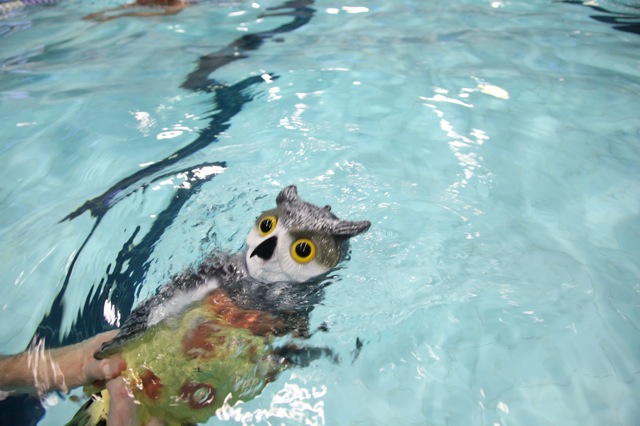 HENRY THE OWL who wanted to be human: HENRYS FIRST EVER SWIMMING LESSON
