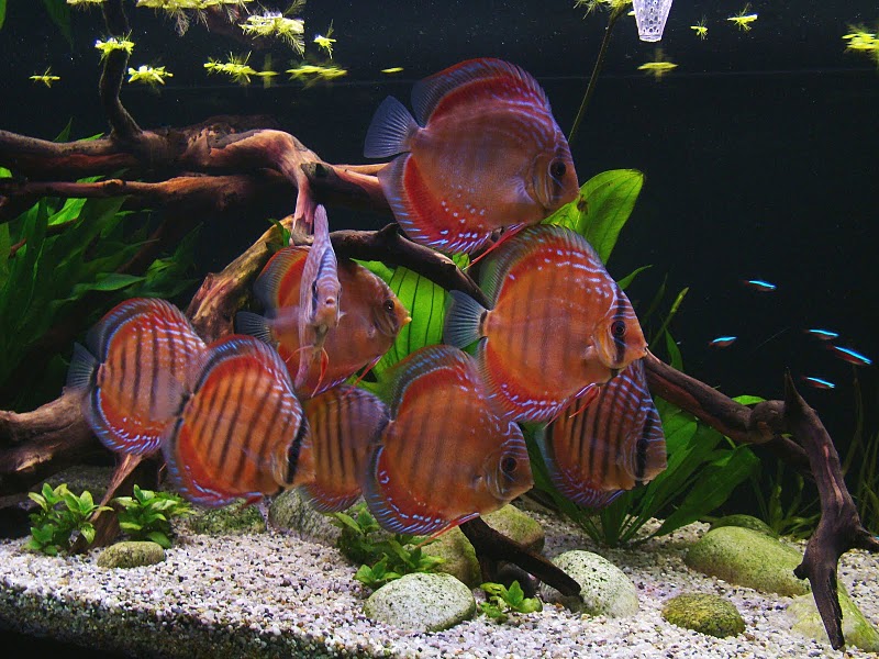 wildediscus-bg: Curipera F1