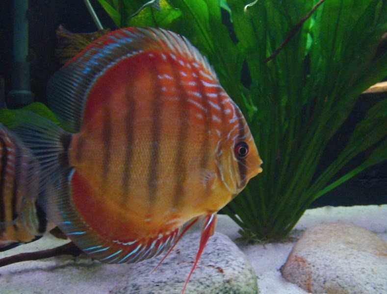 wildediscus-bg: Curipera F1