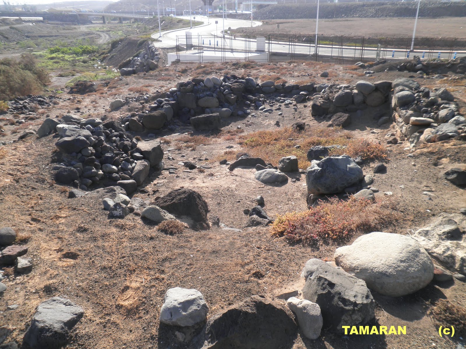 TAMARAN: TAMARAN DE TELDE INDIGENA