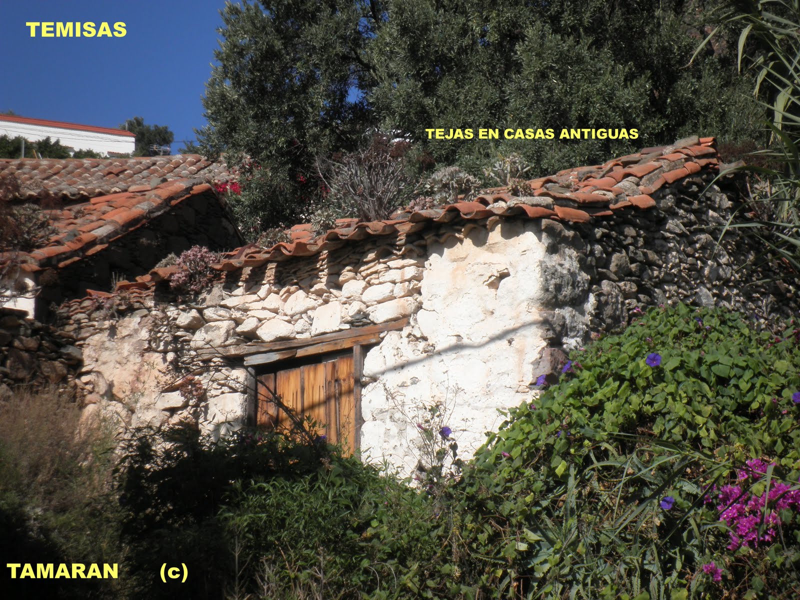 TAMARAN: TEMISAS DE TAMARAN - GRAN CANARIA