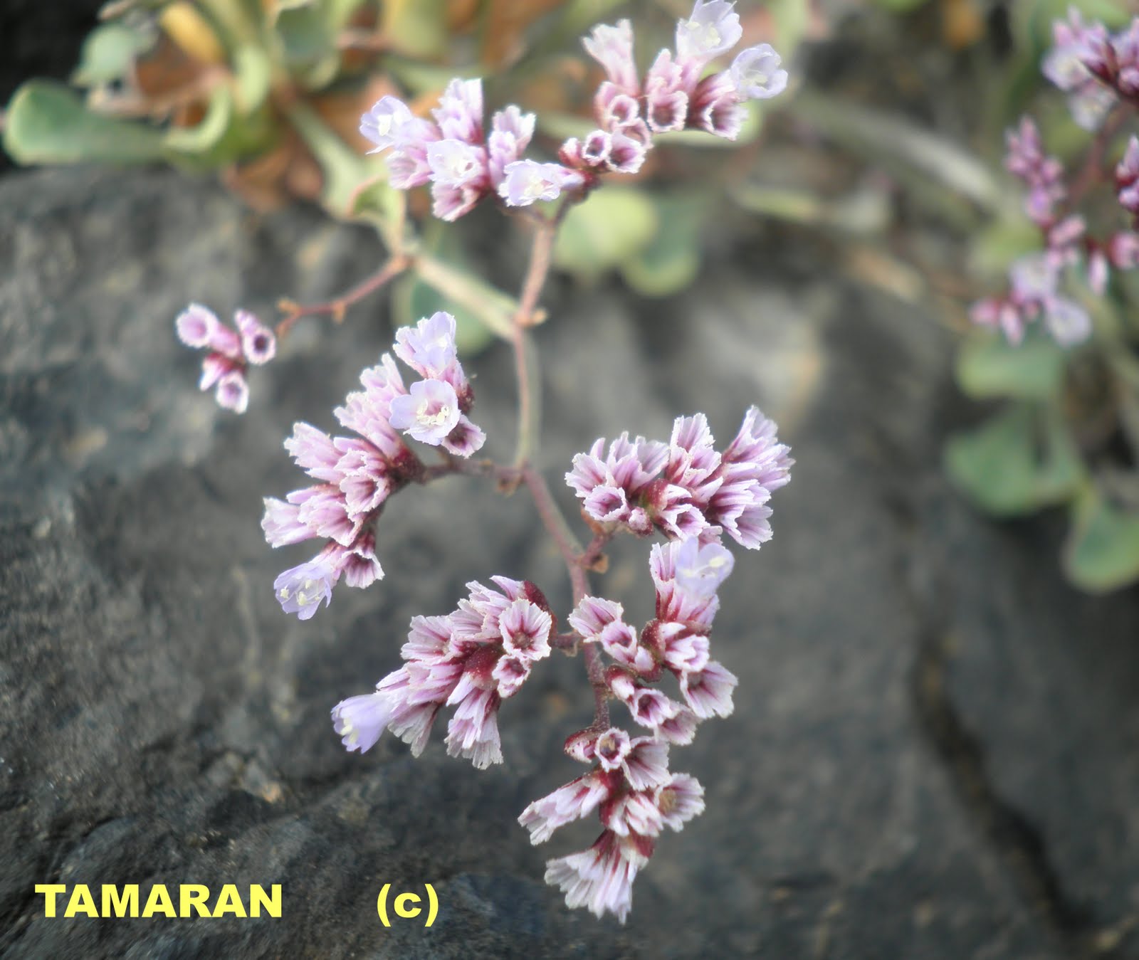 TAMARAN: GRAN CANARIA AZUL- TAMARAN