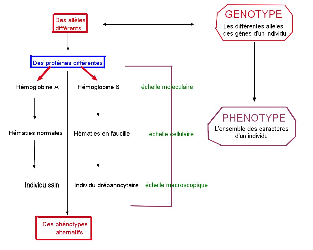 Resssources et cours de svt - Classe de Premiere S2: Du génotype au ...