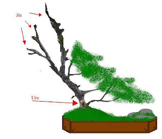 Leonardo Couto Arte Bonsai: Mame Bonsai em Bunjin (Literati)